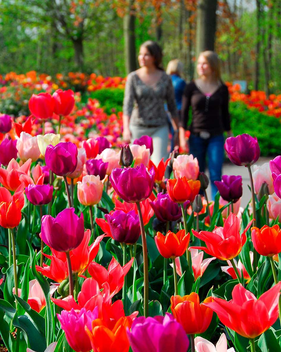 Festival de la Primavera en Holanda: Un Mar de Tulipanes, Molinos y ...