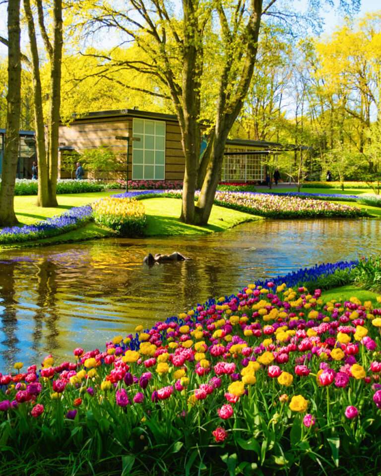 Festival de la Primavera en Holanda: Un Mar de Tulipanes, Molinos y ...